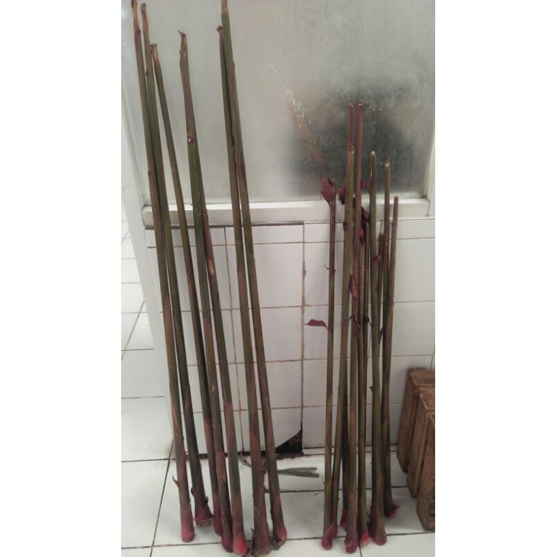 Jual Batang Rias | Shopee Indonesia