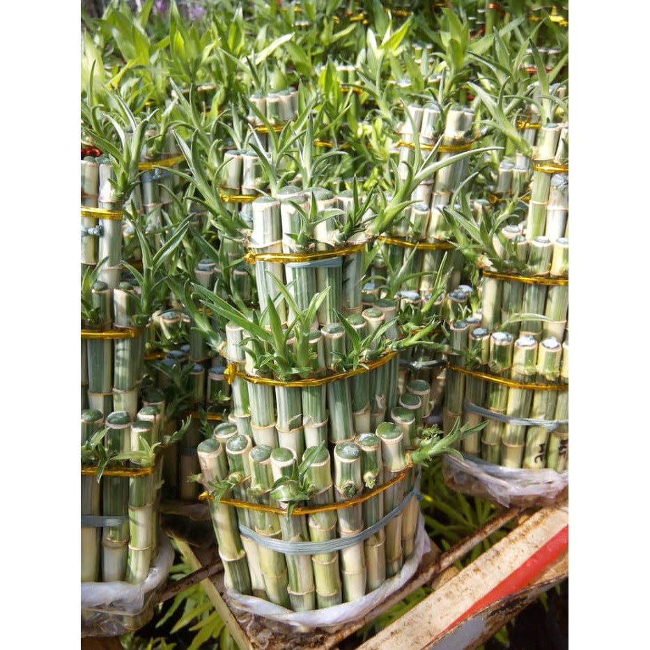 Jual Bibit Tanaman BAMBU HIAS8 | Shopee Indonesia