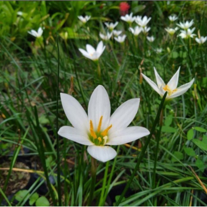 Jual Tanaman hias rain lily putih-lili hujan bunga putih-tanaman hidup ...