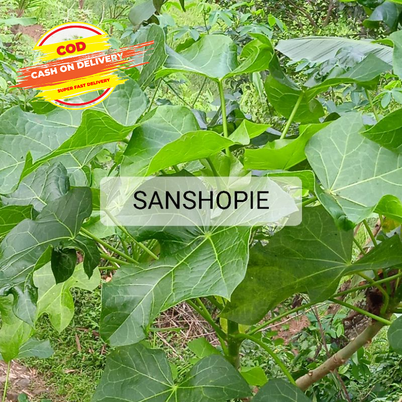 Jual Daun Jarak Pagar Fresh Jual Per 20 Lembar | Shopee Indonesia