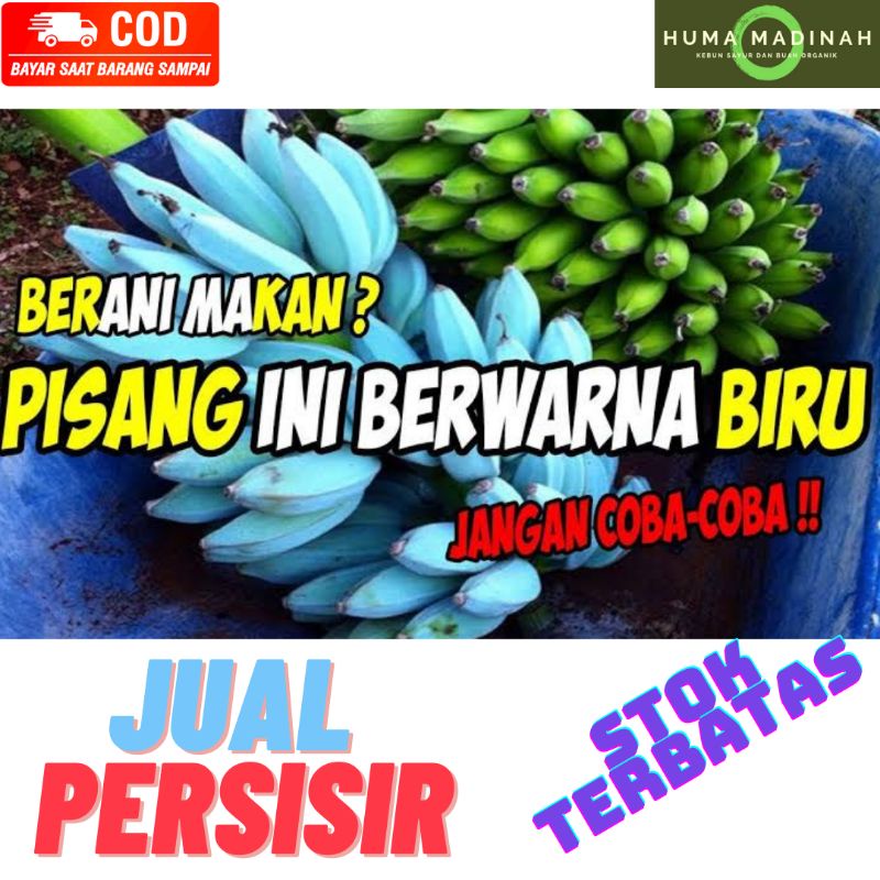 Jual Buah Pisang Biru Banana Blue Java rasa es krim vanila ditanam ...
