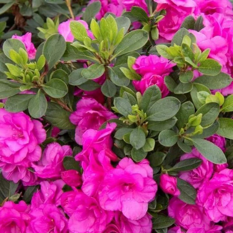 Jual TANAMAN BUNGA MAWAR AZALEA PINK TEBAL | Shopee Indonesia