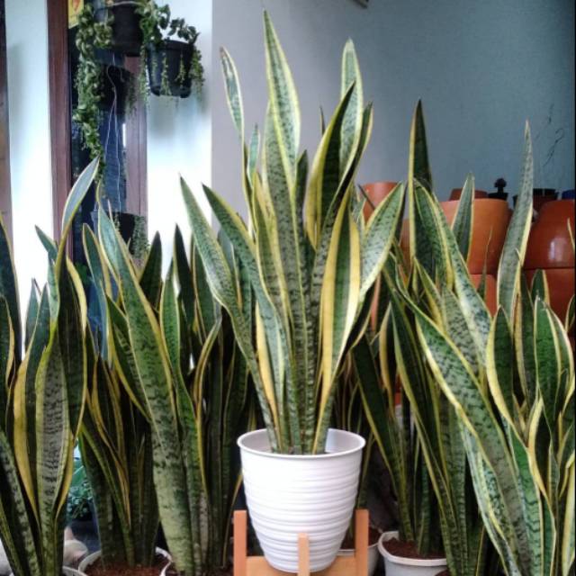 Jual Tanaman Hias Sansivera Bunga Lidah Mertua | Shopee Indonesia