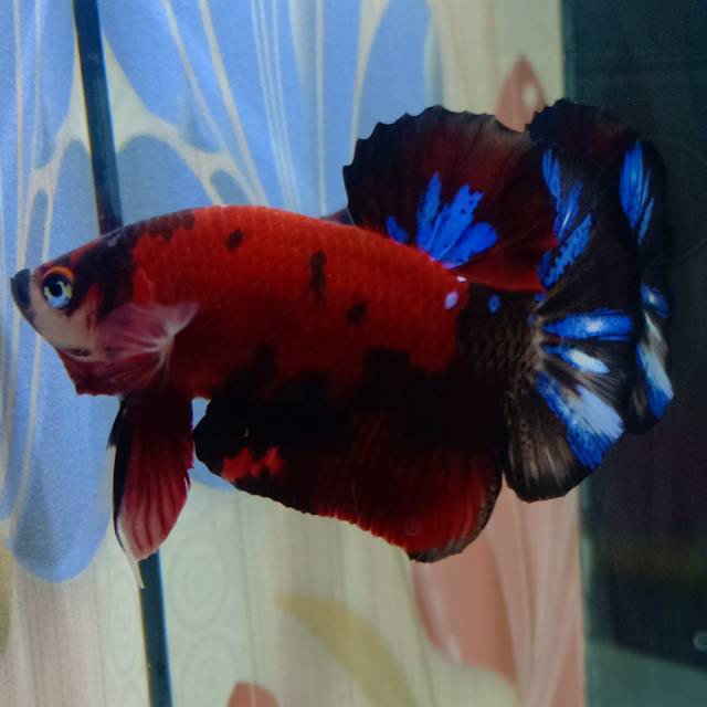 Jual Ikan cupang Nemo Super RED multicolor Male ( Jantan ) M | Shopee ...