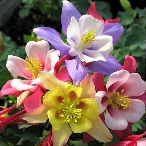 Jual Benih COLUMBINE MIX Biji Bunga Aquilegia Caerulea | Shopee Indonesia