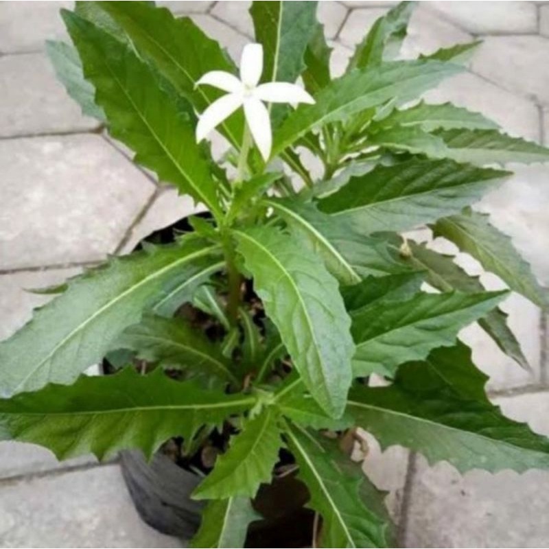 Jual Bibit bunga kitolod/Tanaman bunga kitolod (Obat herbal) | Shopee ...