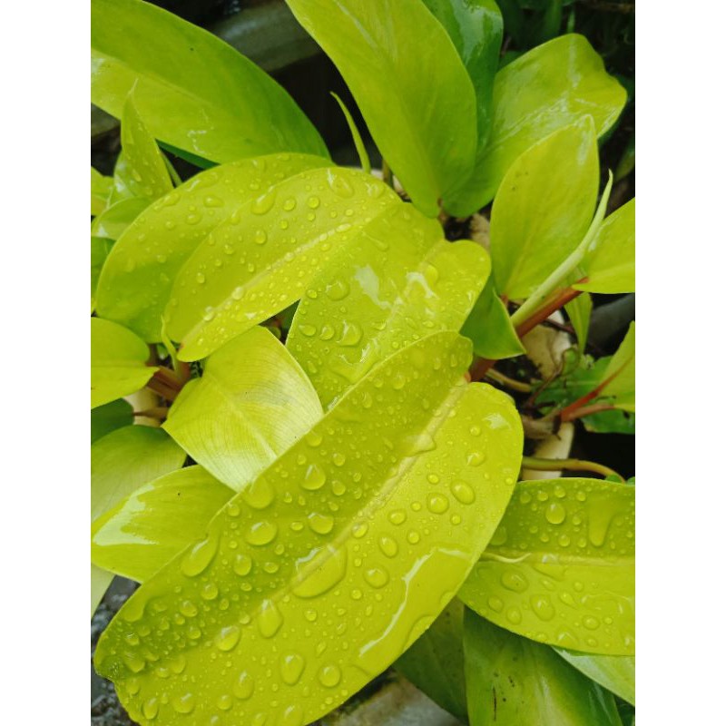 Jual Philodendron lemon atau Philo lemon (Khusus P.Jawa dan Bali ...
