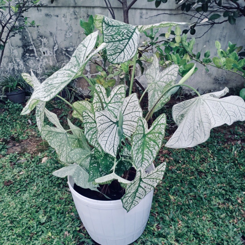 Jual Caladium Snow White | Shopee Indonesia