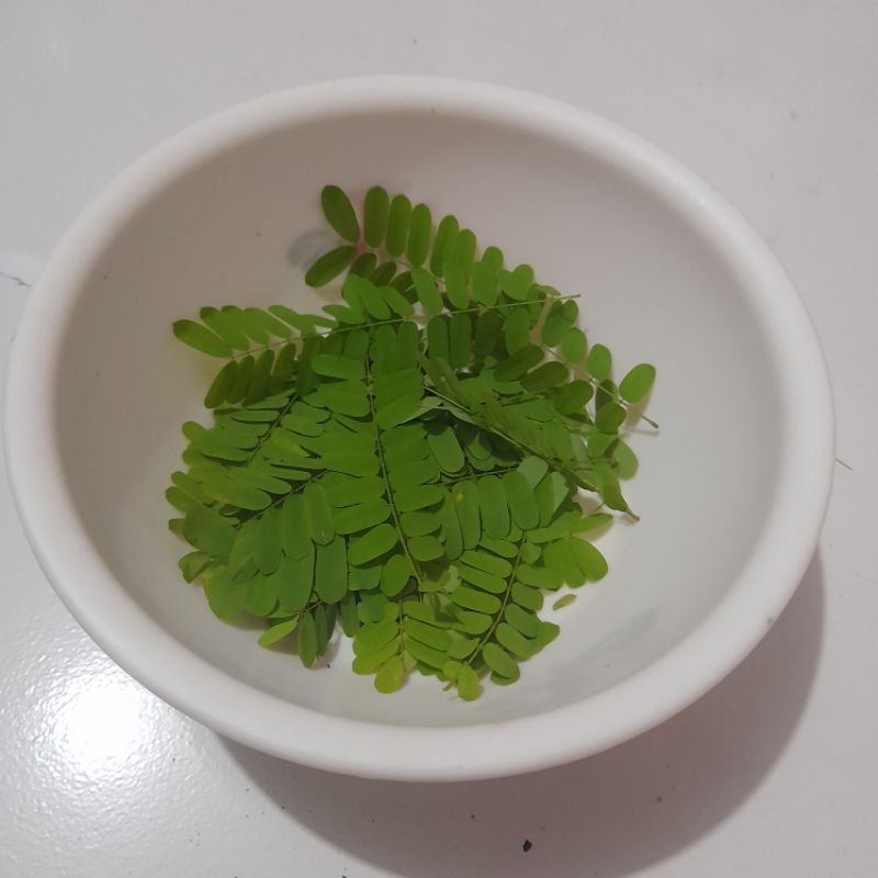 Jual Saga rambat - Daun herbal berkhasiat tinggi | Shopee Indonesia