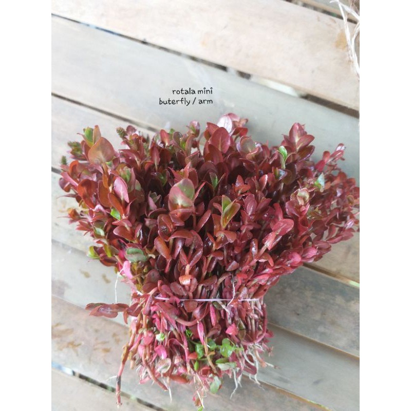 Jual rotala mini buterfly | Shopee Indonesia