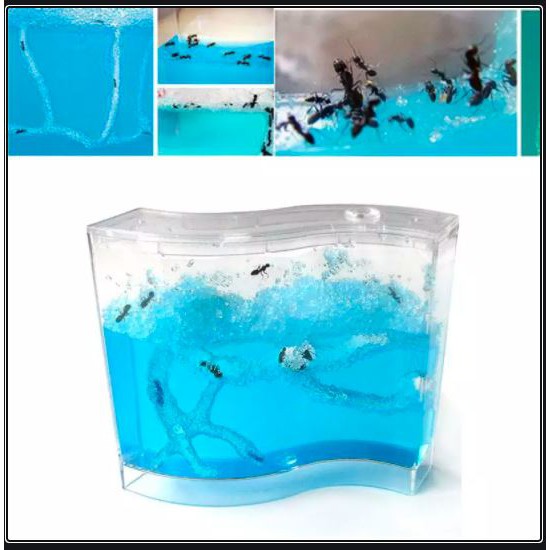 Jual Aquarium Ternak Semut isi Gel Tempat Pelihara Semut Perlengkapan ...