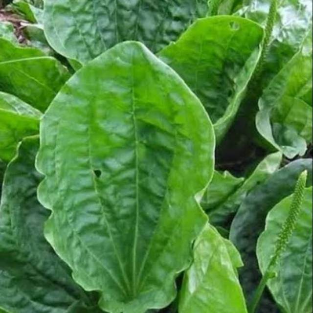 Jual Jual Daun Ki Urat Frest 500Grm | Shopee Indonesia Jual Jual Daun Ki Urat Frest 500Grm | Shopee Indonesia