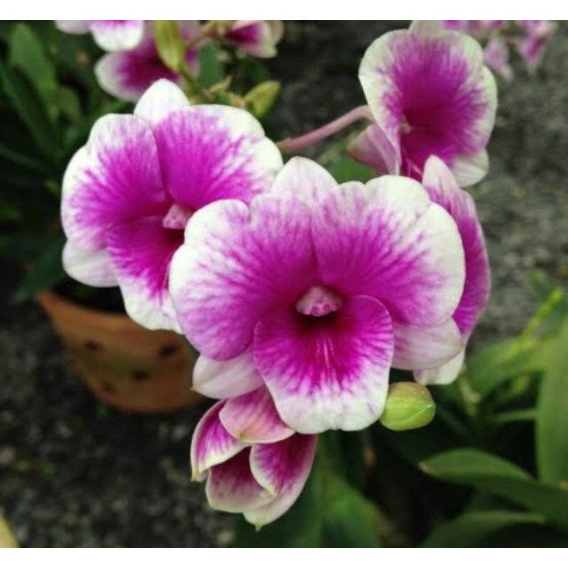 Jual Dendro mini banyak id warna | Shopee Indonesia