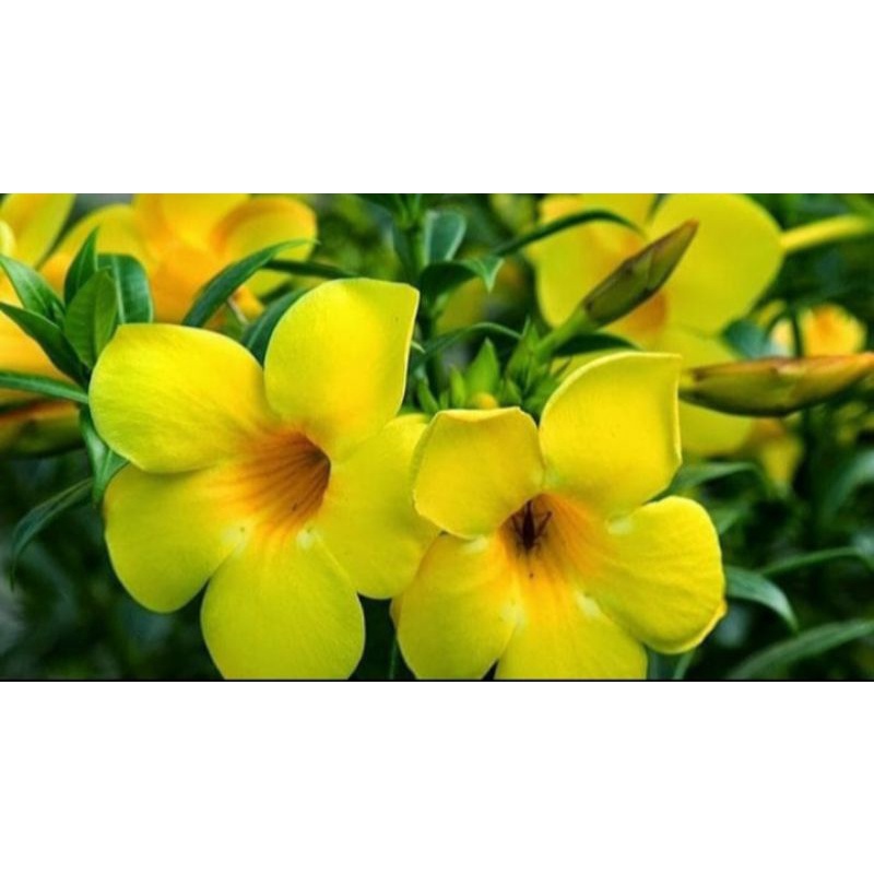 Jual tanaman hias alamanda kembang kuning | Shopee Indonesia