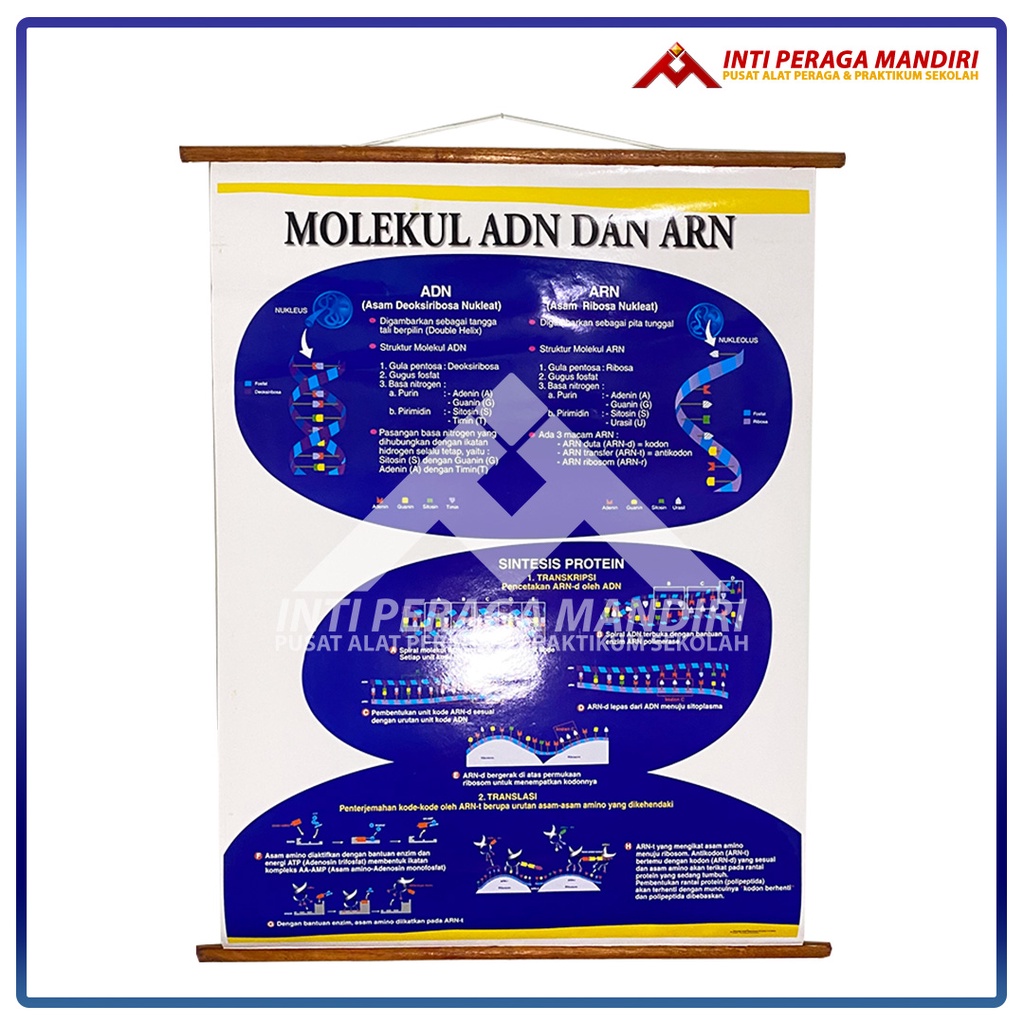 Jual Carta Poster Gambar Molekul Adn dan Arn - Alat Peraga Sekolah ...