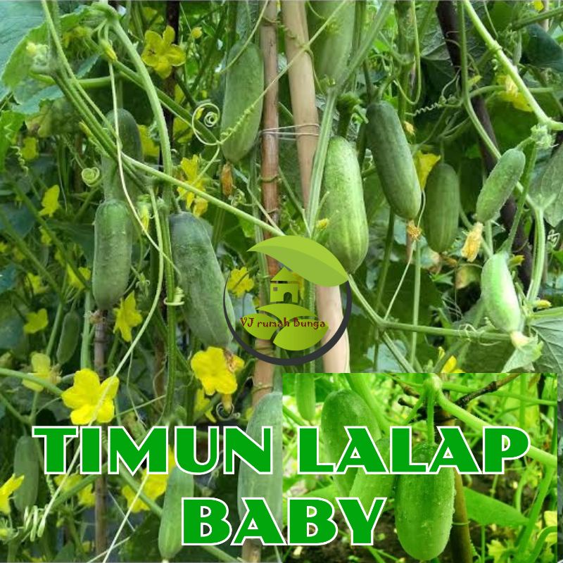 Jual Benih Bibit Timun Lalap Baby F1 Hibrida Tahan Virus Buah Lebat ...
