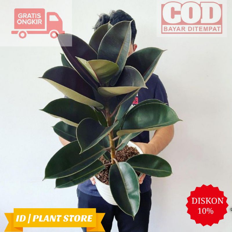 Jual Tanaman hias indoor karet kebo-ficus elastica burgundy-tanaman ...