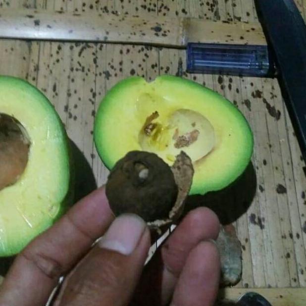 Jual Pupuk Npk Buah Raja Kelelawar | Shopee Indonesia