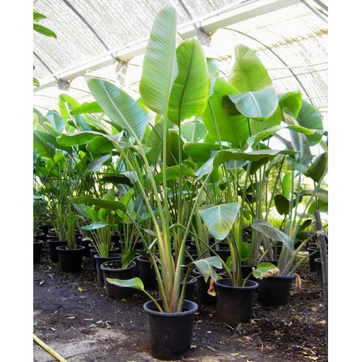 Jual Tanaman Hias Pisang Pisangan Tanaman Indoor Shopee Indonesia