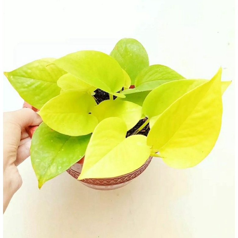 Jual epipremnum lemon lime / monstera epip golden | Shopee Indonesia