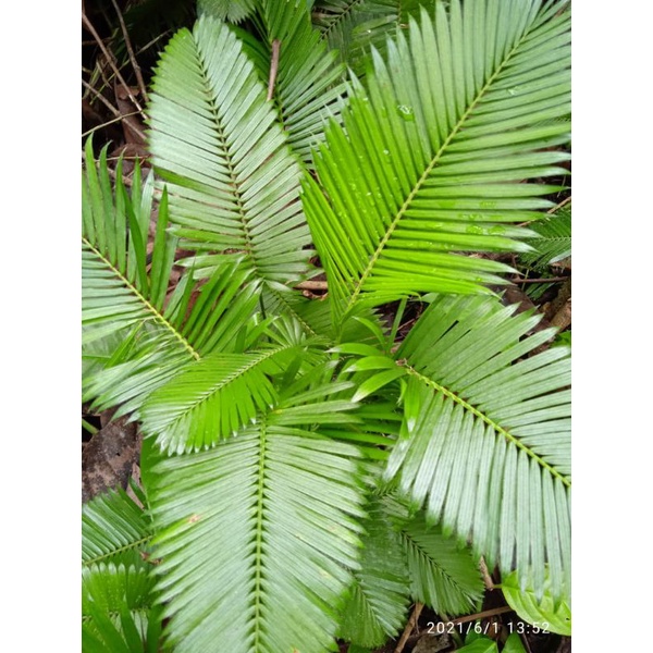 Jual tanaman hias palem rotan 2 pohon | Shopee Indonesia