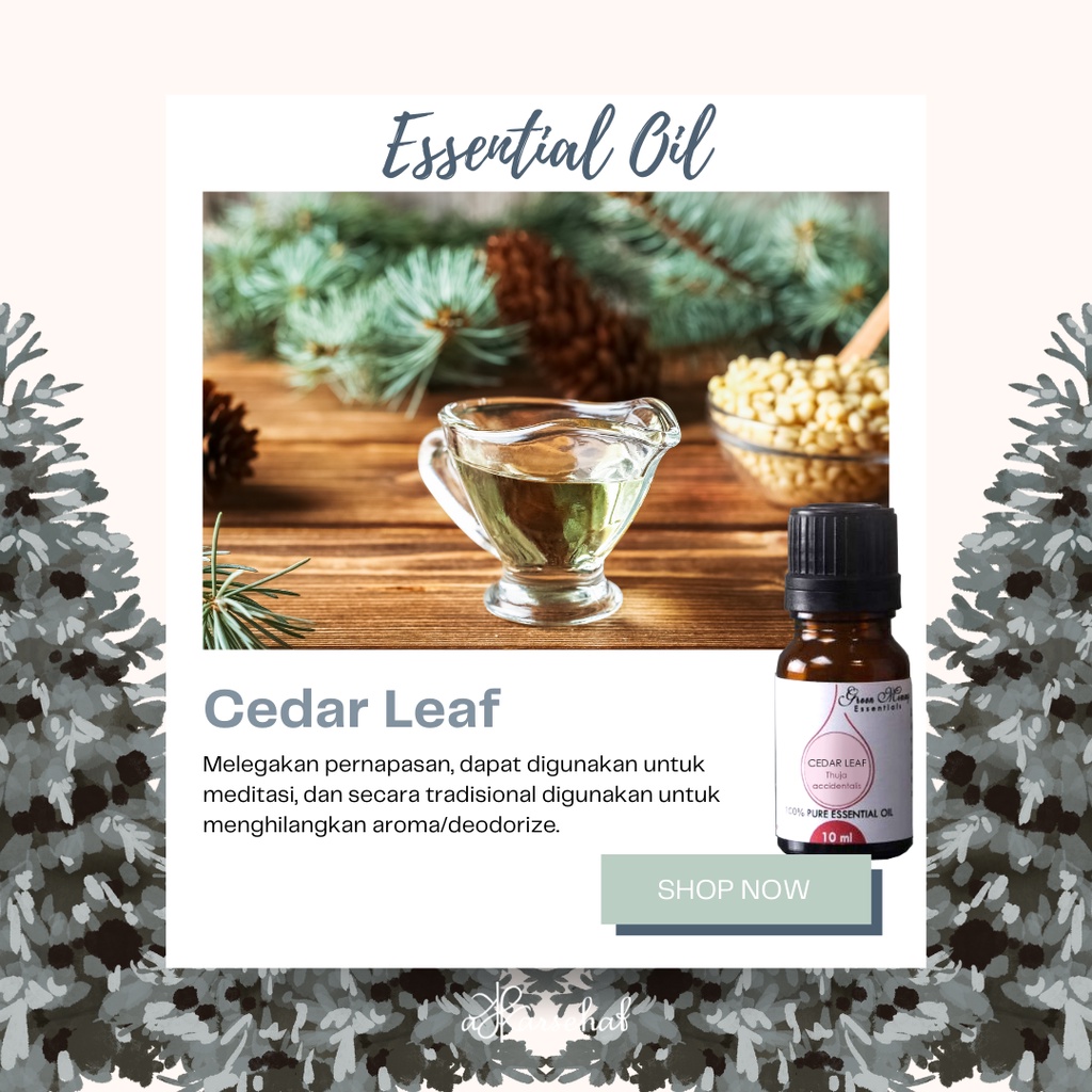 Jual Cedar Leaf Essential Oil Aromatherapy Humidifier Daun Cedar GMS 5 ...