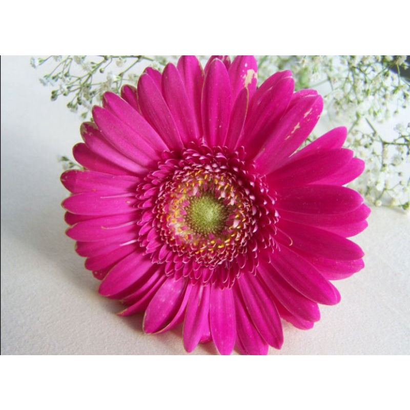 Jual bibit bunga garbera | Shopee Indonesia