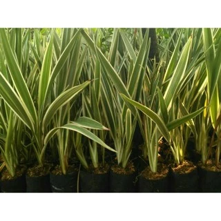 Jual tanaman airis Harga Terbaik & Termurah Maret 2025 | Shopee Indonesia