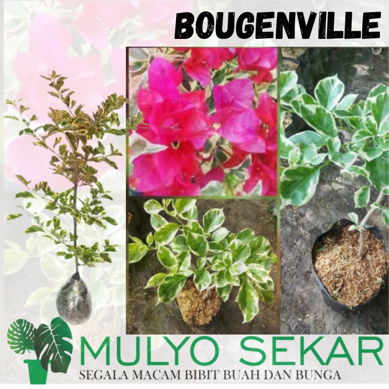 Jual tanaman hias bunga bougenville singapura variegata - Bunga Kertas ...