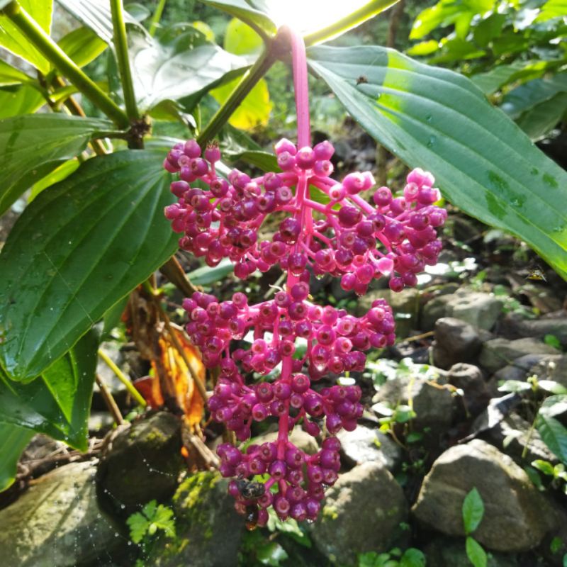 Jual Parijoto Asli Gunung Muria 1 Tangkai | Shopee Indonesia