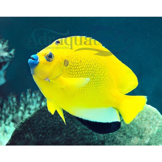 Jual (INSTANT BANDUNG) IKAN HIAS AIR LAUT ANGEL ASLI THREESPOT FLAGFIN ...