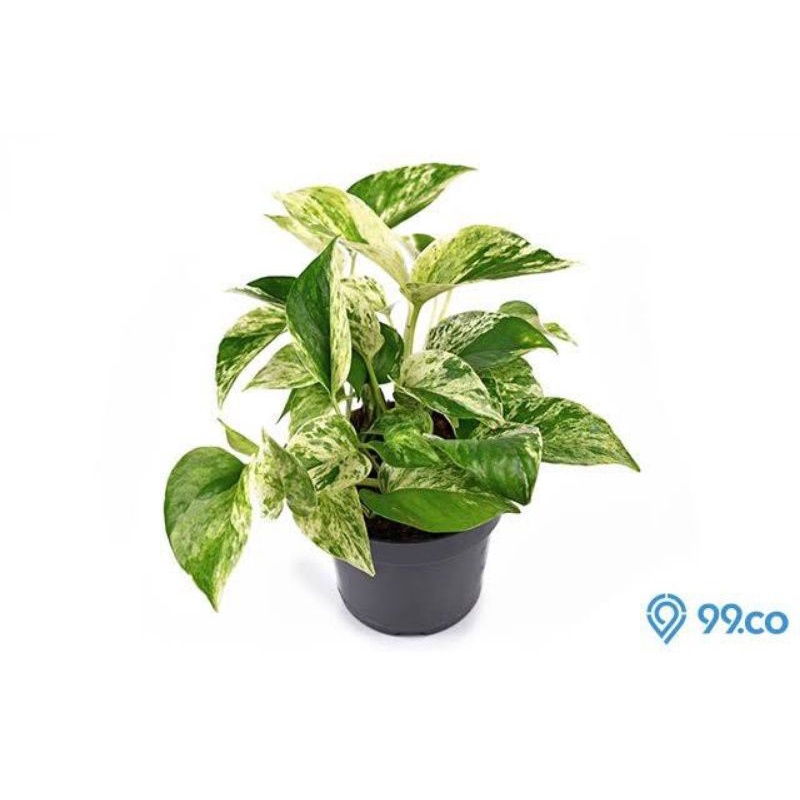 Jual Tanaman Marble Queen Sirih Snow Queen Variegata | Shopee Indonesia