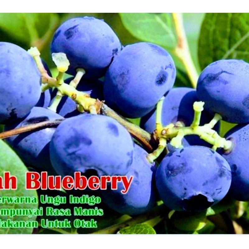 Jual Bibit Tanaman Blueberry | Shopee Indonesia