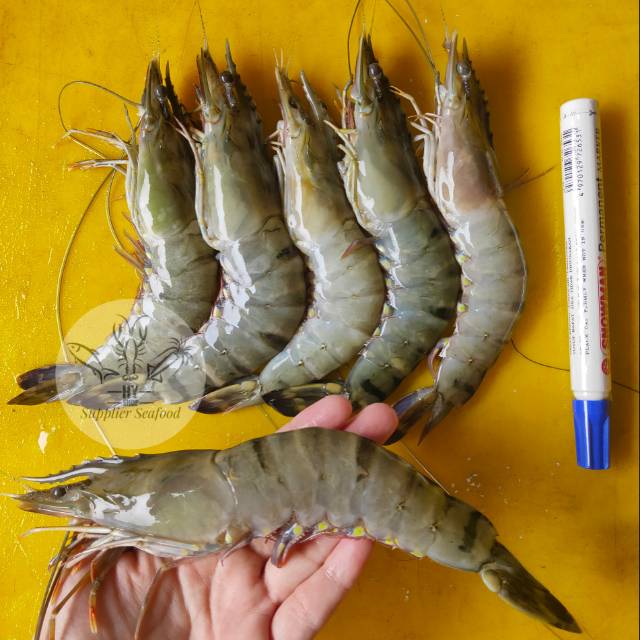 Jual Udang Pancet Uk Besar Sz 20-25 | Shopee Indonesia