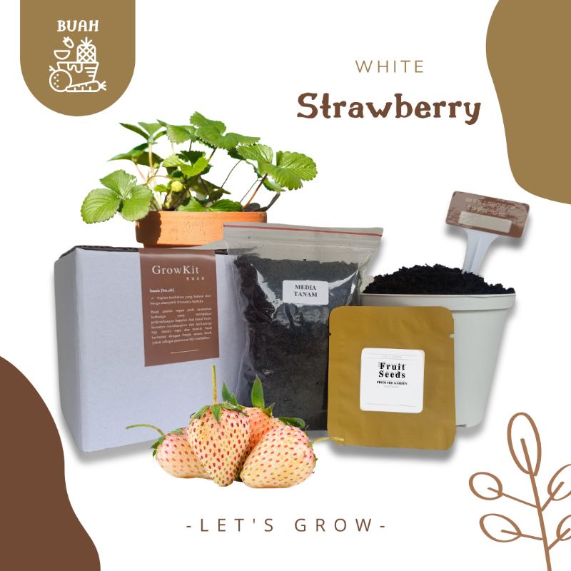 Jual White Strawberry Grow Kit Buah Planter Kit Paket Berkebun | Shopee ...