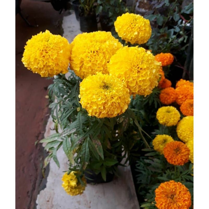 Jual Marygold, Tanaman Hias Bunga Marygold Kuning Orange Random ...