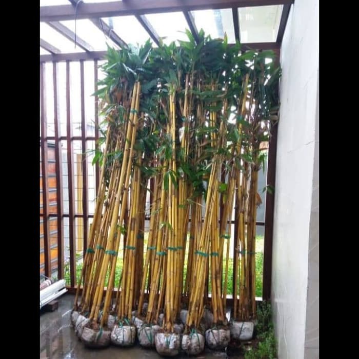 Jual tanaman hias bambu panda kuning - bambu panda - bambu pagar ...