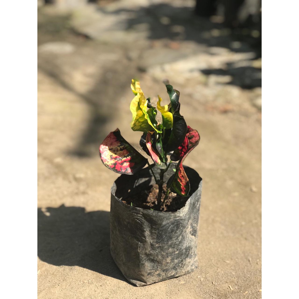 Jual tanaman hidup bunga hias puring ANDROMEDA daun cantik murah ...