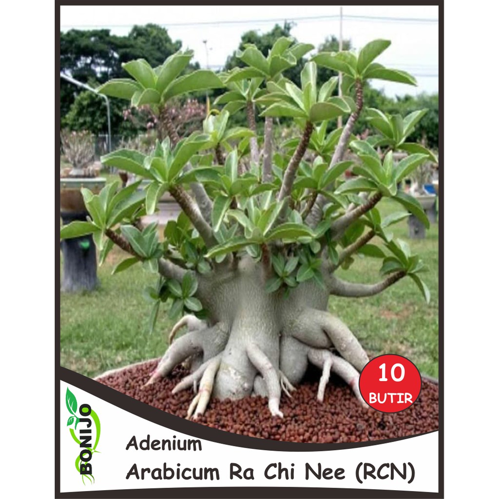 Jual Biji Benih Adenium Arabicum RCN | Shopee Indonesia