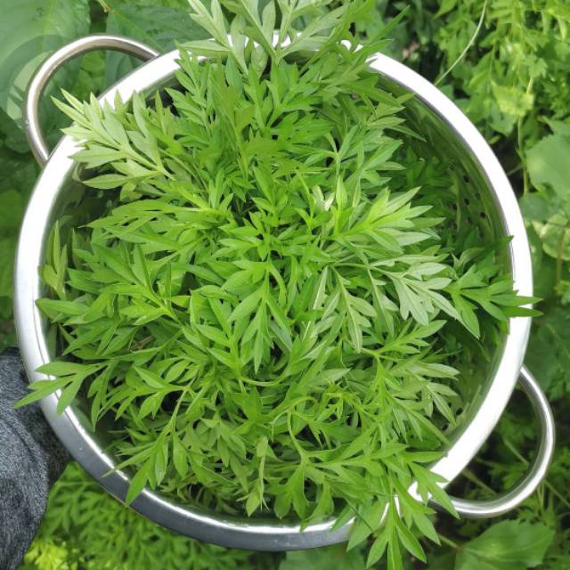 Jual Victory Seed Daun Suring Herbal Kering (Isi 25 Daun) | Shopee ...