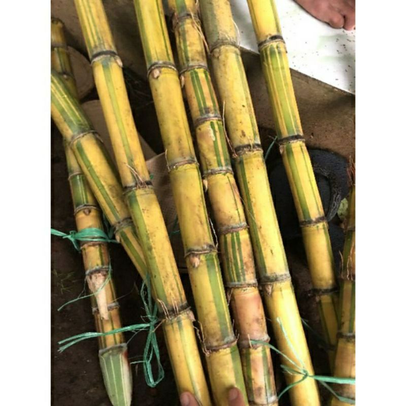 Jual Tebu Kuning segar 1 kg Bisa untuk Bibit Tanaman | Shopee Indonesia