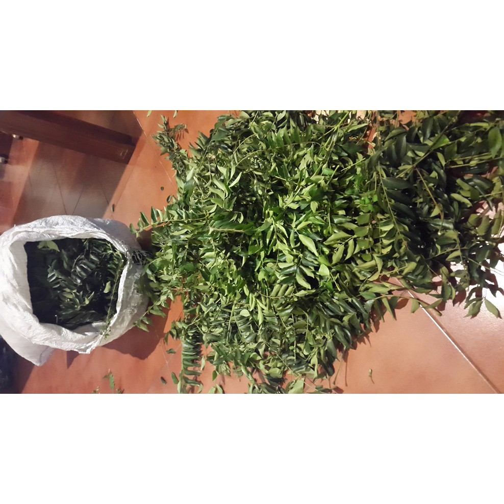 Jual Daun segar Salam Koja / Daun kari/ Temuru 1 Kg | Shopee Indonesia