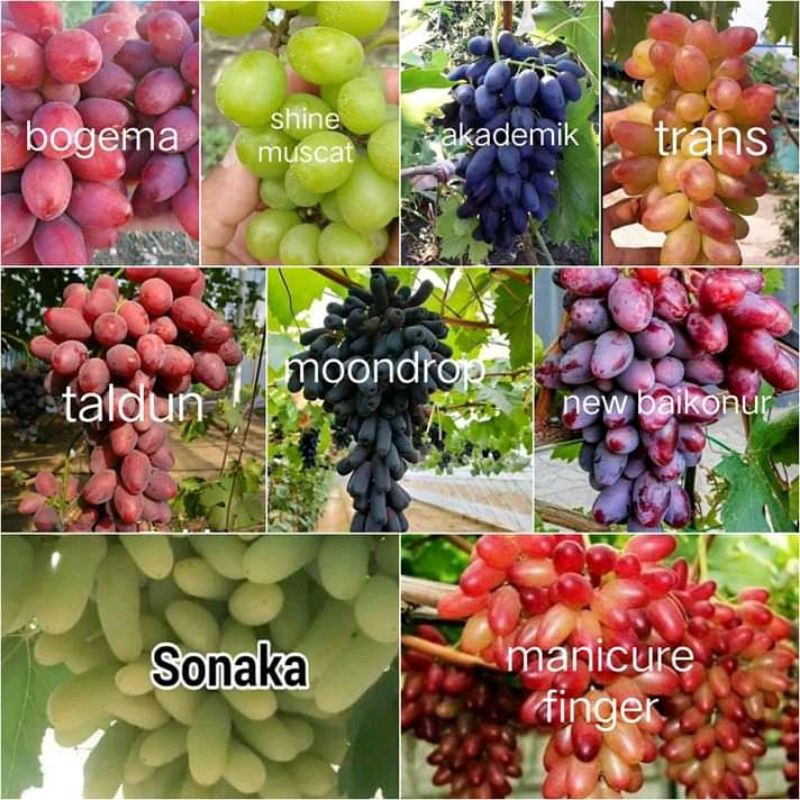 Jual bibit anggur | Shopee Indonesia