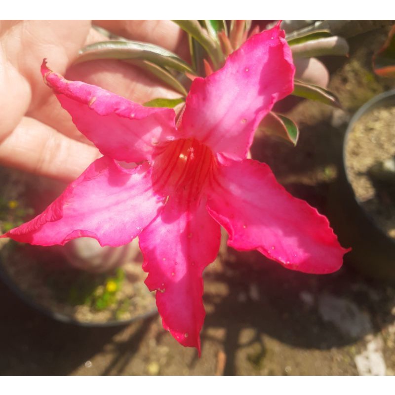 Jual BIBIT ADENIUM / KAMBOJA JEPANG WARNA BUNGA RANDOM | Shopee Indonesia
