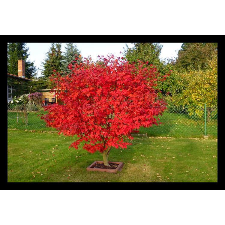 Jual BIBIT MAPLE JEPANG INAZUMA TREE RED MAPLE POHON MAPLE UNIK ...