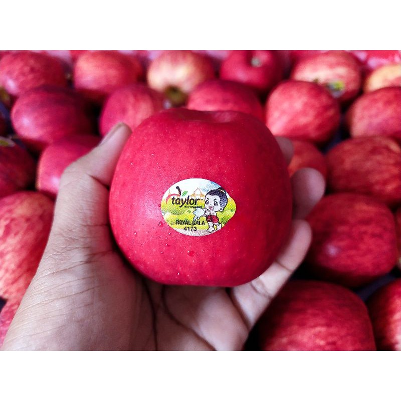 Jual APEL ROYAL GALA 1KG FRESH | Shopee Indonesia