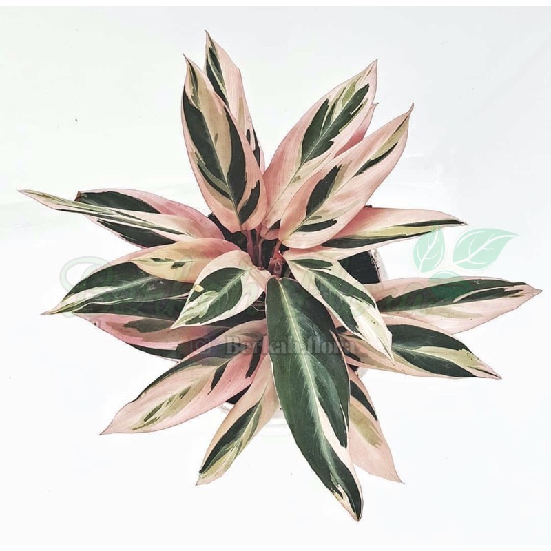 Jual Tanaman hias calathea meranti bali- bunga kalatea- calathea ...