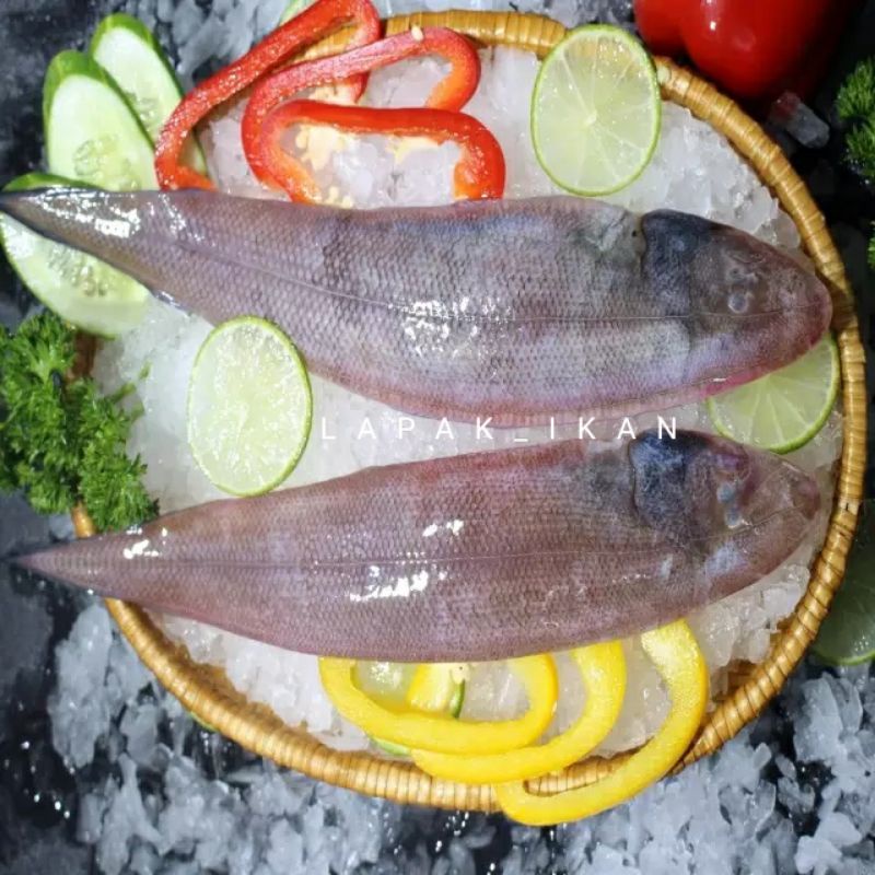 Jual Ikan Lidah Segar Fresh Bergaransi 1Kg | Shopee Indonesia
