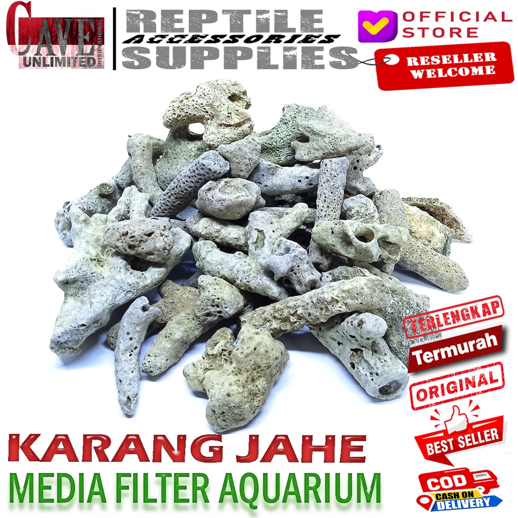 Jual KARANG JAHE MEDIA FILTER AQUARIUM PENSTABIL PH AKUARIUM KOLAM BATU ...