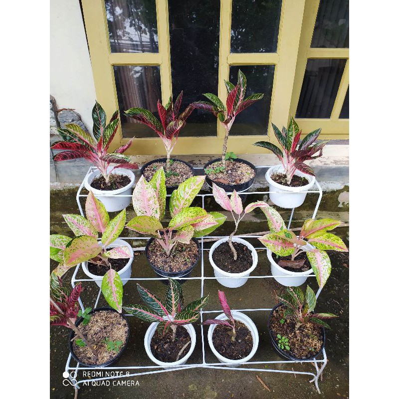 Jual pride of sumatra/ red sumatra | Shopee Indonesia